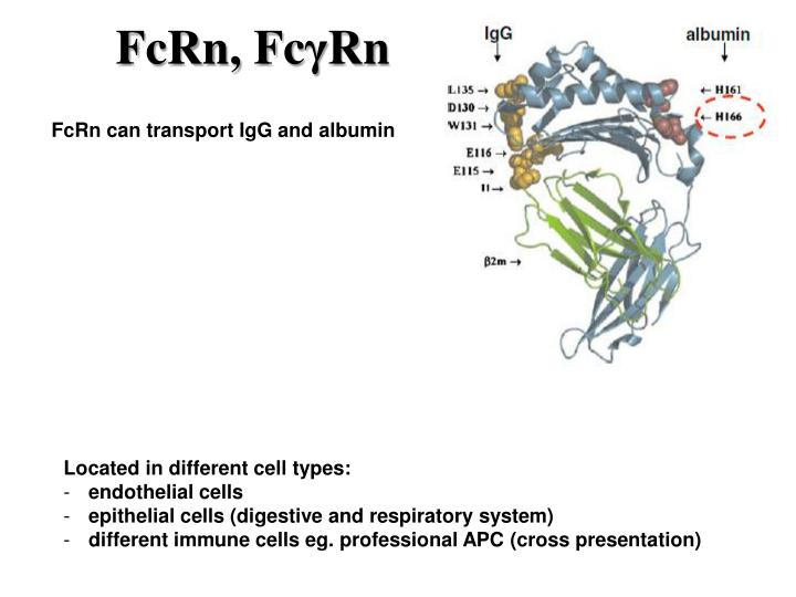 PPT - IMMUNGLOBULINS STRUCTURE and FUNCTION PowerPoint Presentation ...