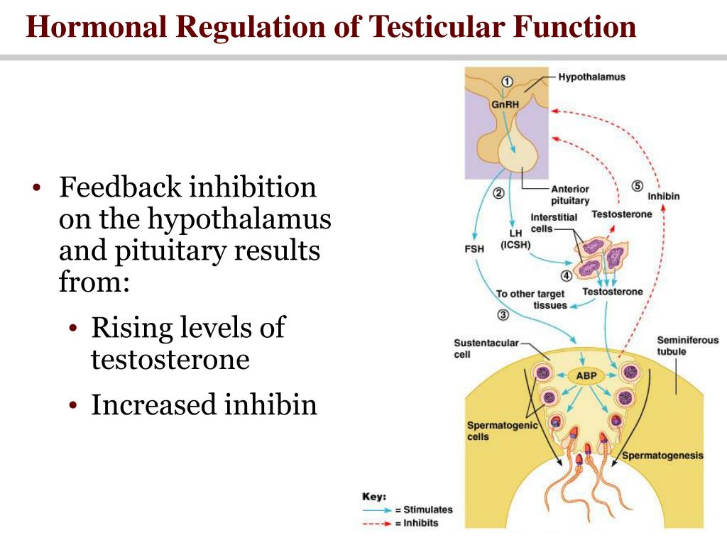 Ppt Reproductive Physiology The Male Reproductive System Powerpoint