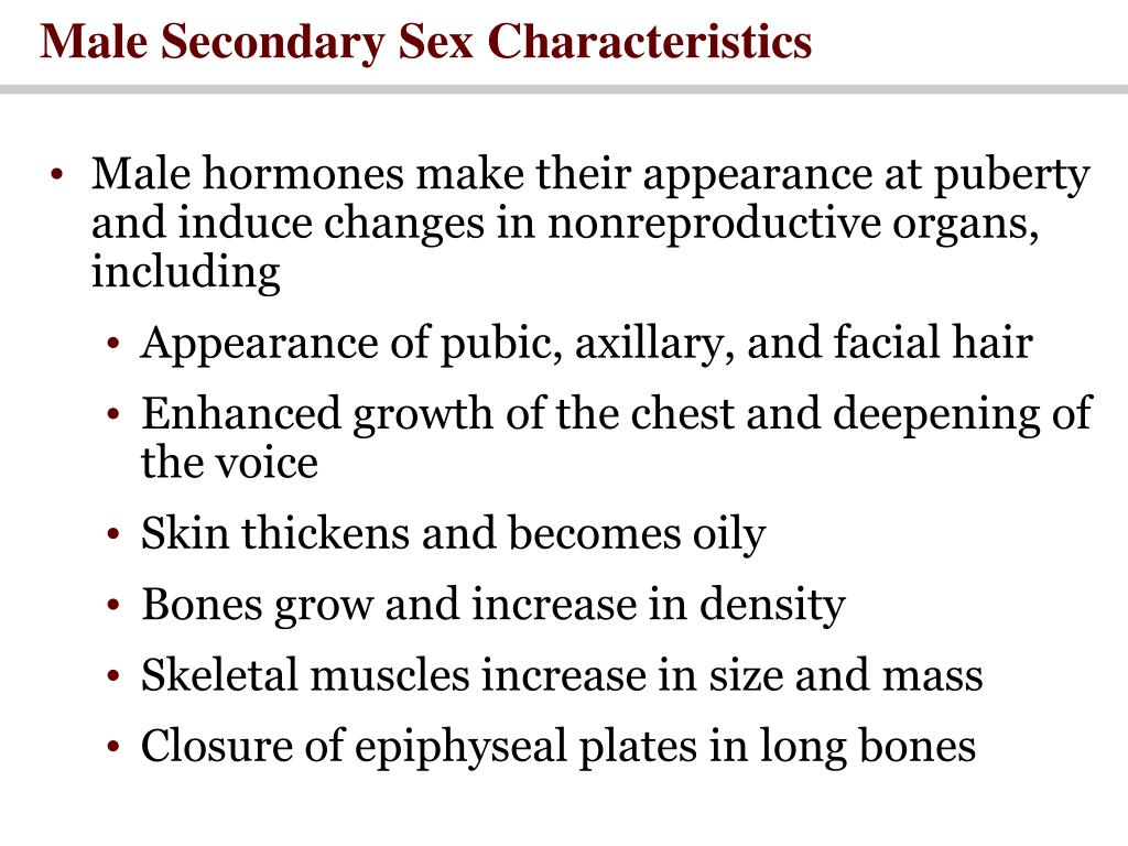 Ppt Reproductive Physiology The Male Reproductive System Powerpoint