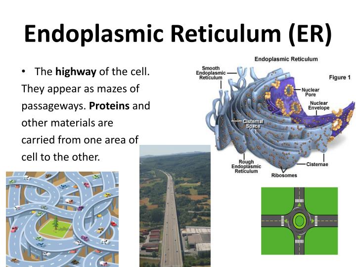 PPT - The Cell As A “City” PowerPoint Presentation - ID:6996464