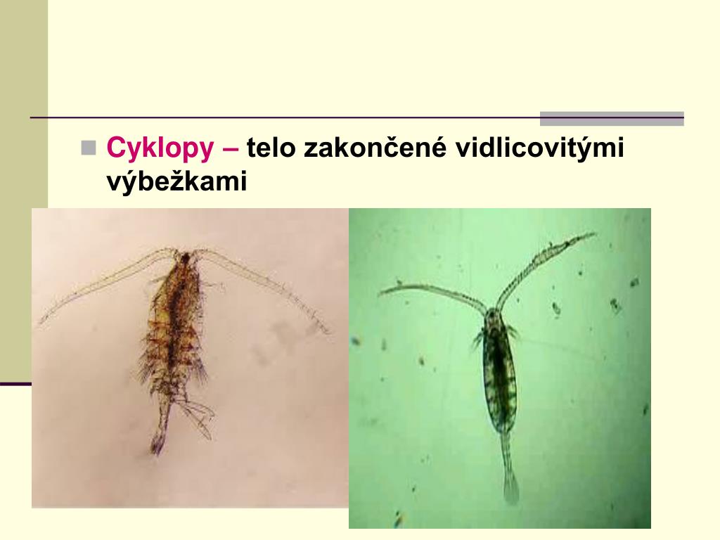 PPT - Bezstavovce v sladkých vodách – článkonožce (pavúkovce a kôrovce ...