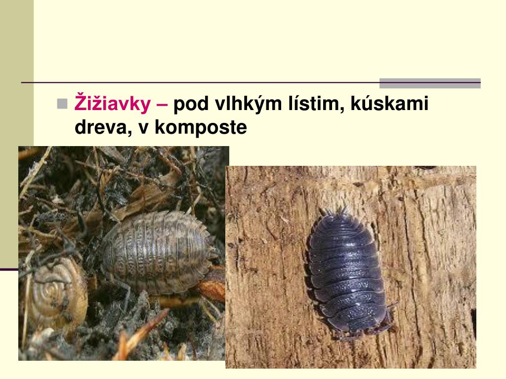 PPT - Bezstavovce v sladkých vodách – článkonožce (pavúkovce a kôrovce ...