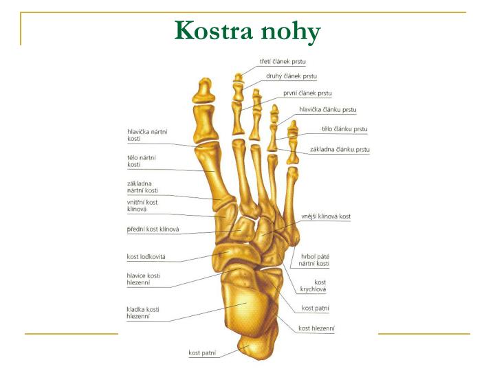 PPT - Loketní kost (Ulna) PowerPoint Presentation - ID:6997264