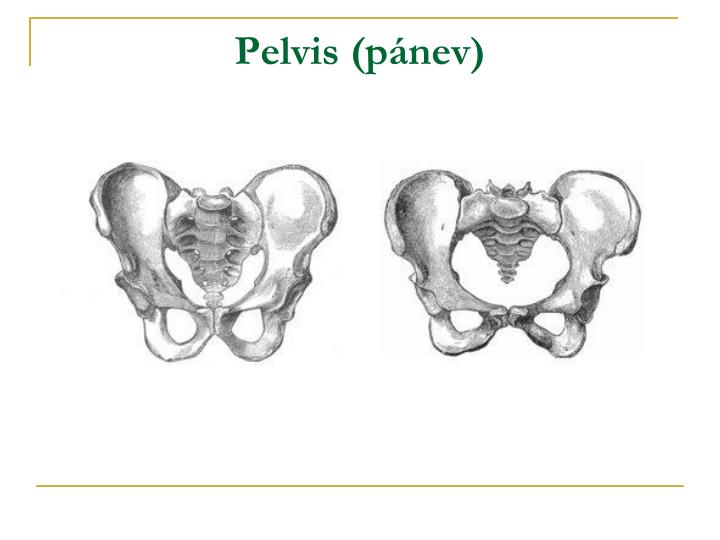 PPT - Loketní kost (Ulna) PowerPoint Presentation - ID:6997264