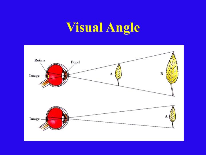 PPT - Two Views of Perception: Bottom-up processing: -Low-level ...