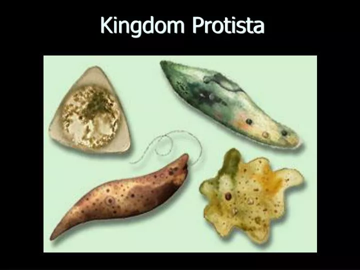Protista
