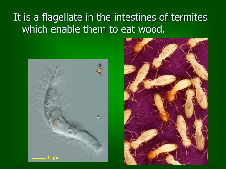 PPT - Kingdom Protista PowerPoint Presentation - ID:6999264