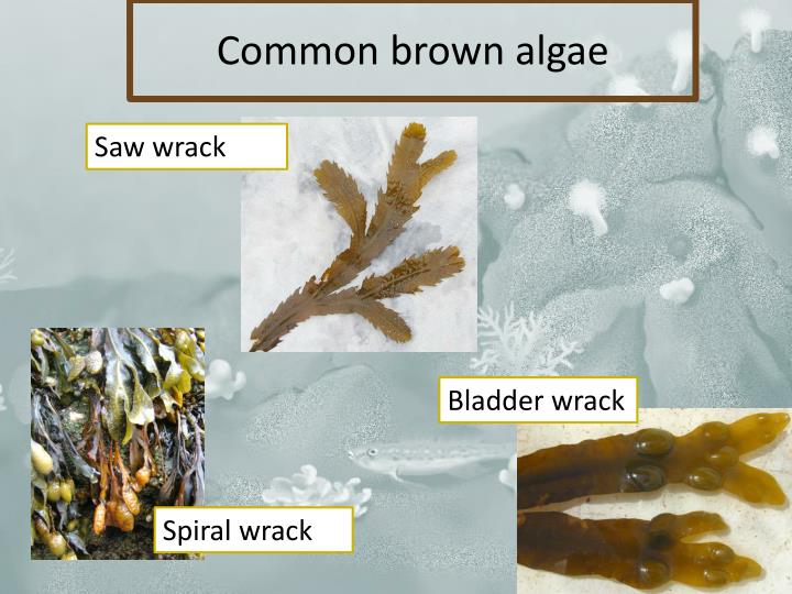 PPT - Rocky Shore Habitats PowerPoint Presentation - ID:7001175