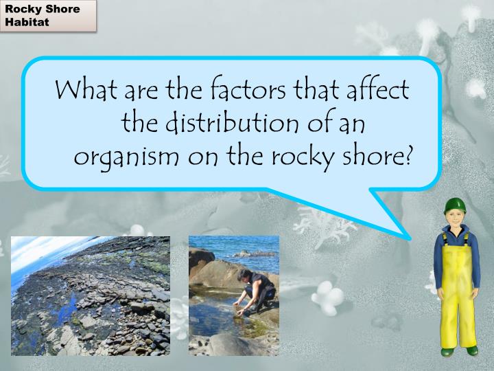 PPT - Rocky Shore Habitats PowerPoint Presentation - ID:7001175
