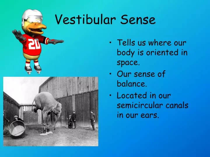 PPT - Vestibular Sense PowerPoint Presentation, free download - ID:7001194