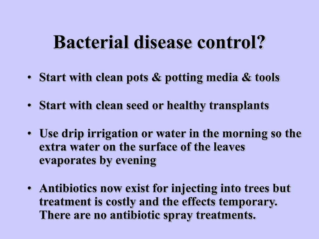 PPT - Plant Diseases and Insect Pests PowerPoint Presentation, free ...