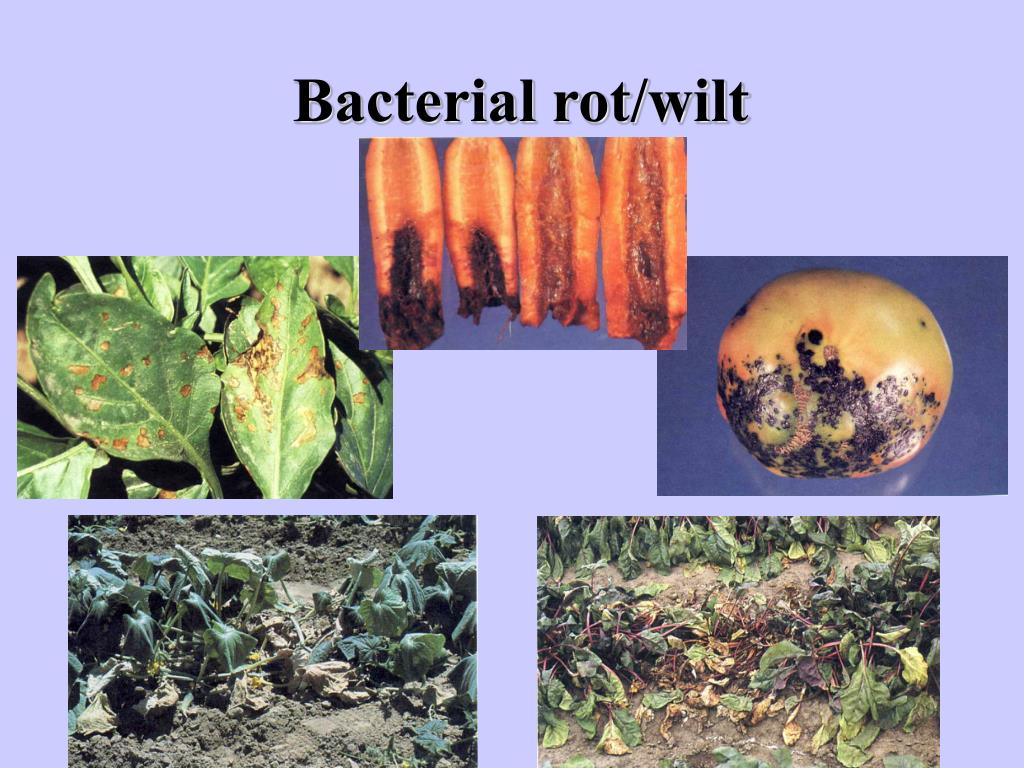 PPT - Plant Diseases and Insect Pests PowerPoint Presentation, free ...