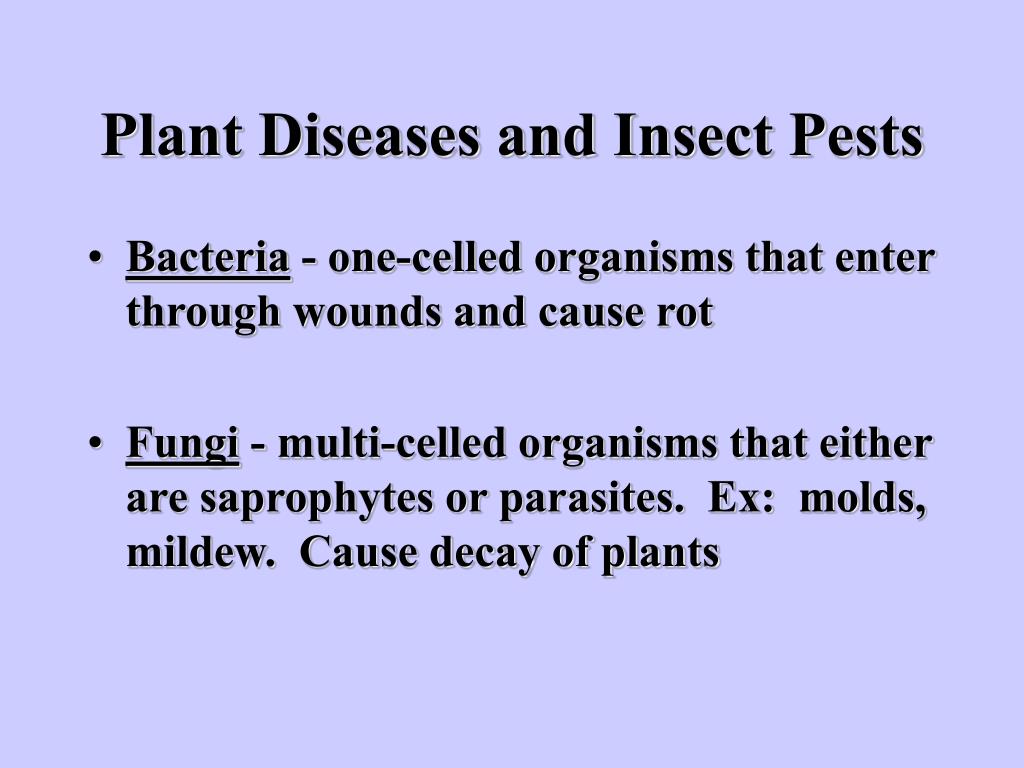 PPT - Plant Diseases and Insect Pests PowerPoint Presentation, free ...