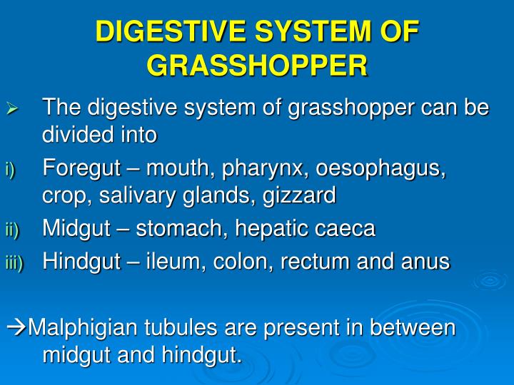 PPT - NUTRITION AND RESPIRATION CLASS - X PowerPoint Presentation - ID ...