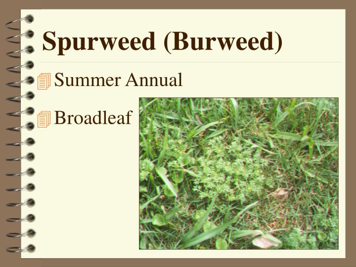 PPT - Types of Weeds PowerPoint Presentation - ID:7004331