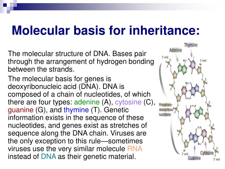 PPT - TRANSFER OF GENETIC INFORMATION PowerPoint Presentation - ID:7004746