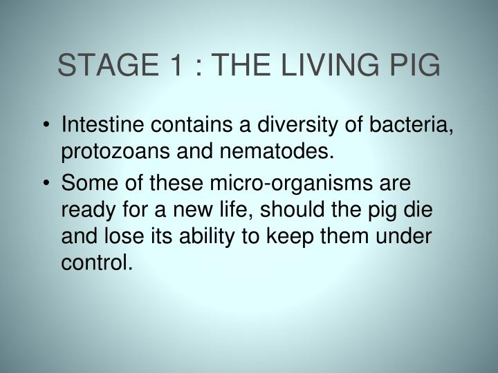 PPT - STAGES OF DECOMPOSITION PowerPoint Presentation - ID:7006068