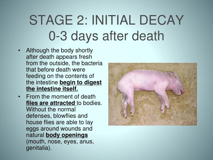PPT - STAGES OF DECOMPOSITION PowerPoint Presentation - ID:7006068