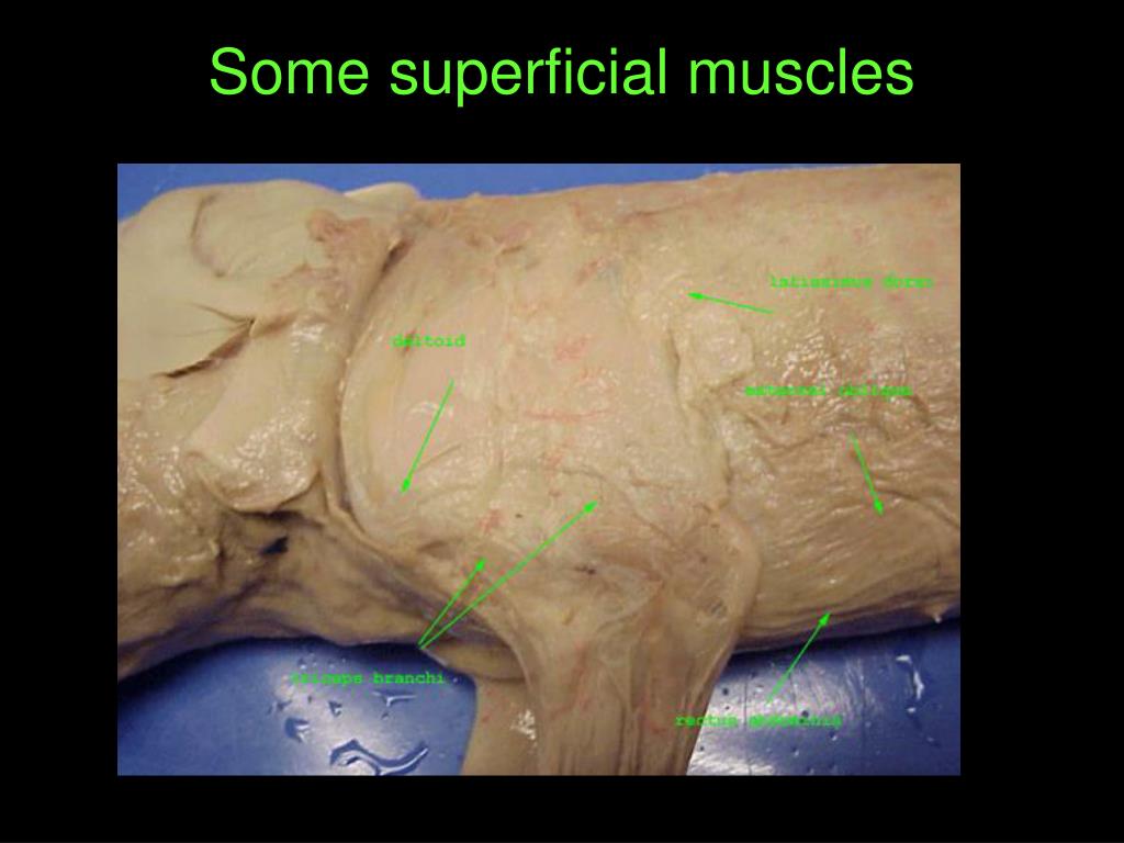 PPT - FETAL PIG DESIGN: ANATOMY PowerPoint Presentation, free download ...