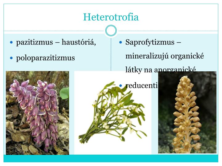 PPT - Autotrofia - fotoautotrofia PowerPoint Presentation - ID:7006625