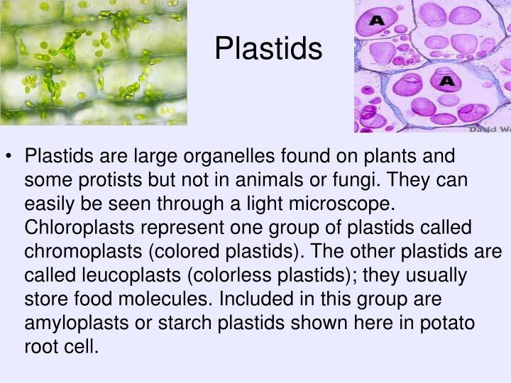 PPT - cells PowerPoint Presentation - ID:7010459