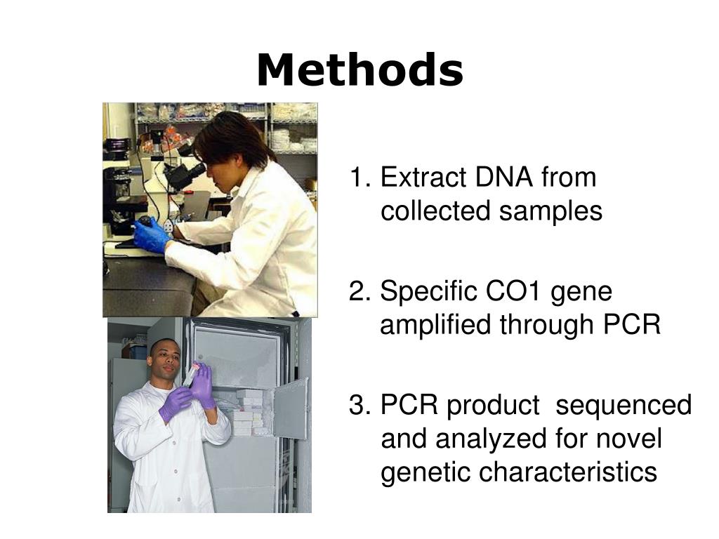 PPT - Genetic diversity of Manayunkia speciosa in the Klamath River ...