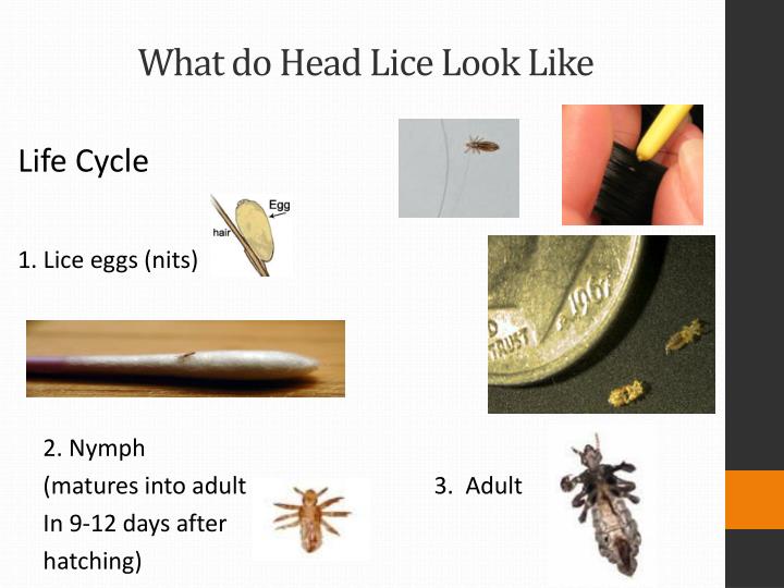PPT - HEAD LICE PowerPoint Presentation - ID:7011492