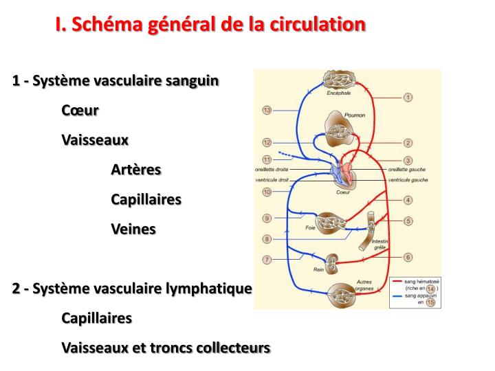 PPT - HISTOLOGIE DE L’APPAREIL CARDIO-VASCULAIRE PowerPoint ...