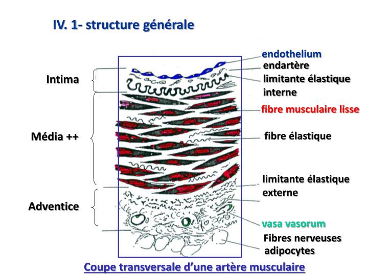 PPT - HISTOLOGIE DE L’APPAREIL CARDIO-VASCULAIRE PowerPoint ...