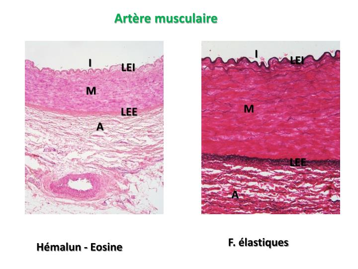 PPT - HISTOLOGIE DE L’APPAREIL CARDIO-VASCULAIRE PowerPoint ...