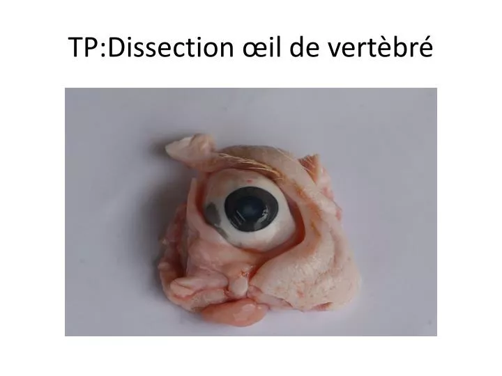 PPT - TP:Dissection œil de vertèbré PowerPoint Presentation, free ...