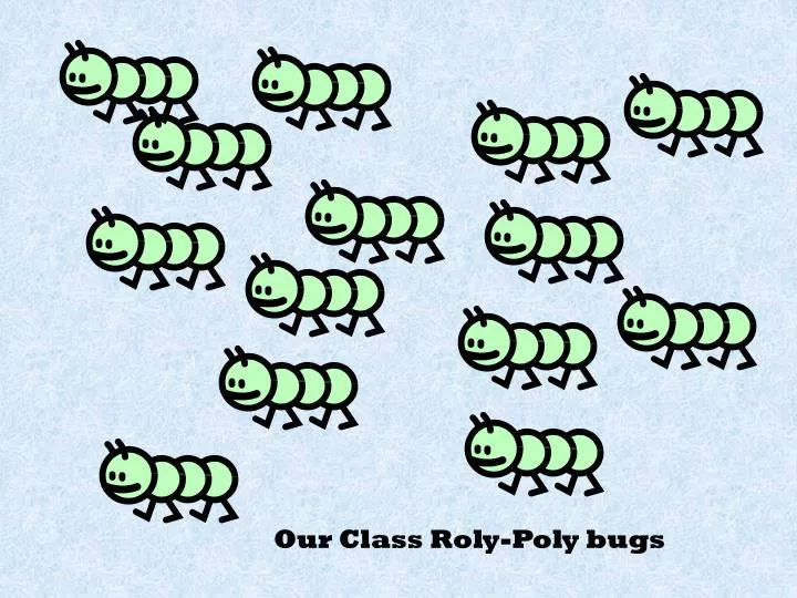 PPT - Our Class Roly-Poly bugs PowerPoint Presentation, free download ...