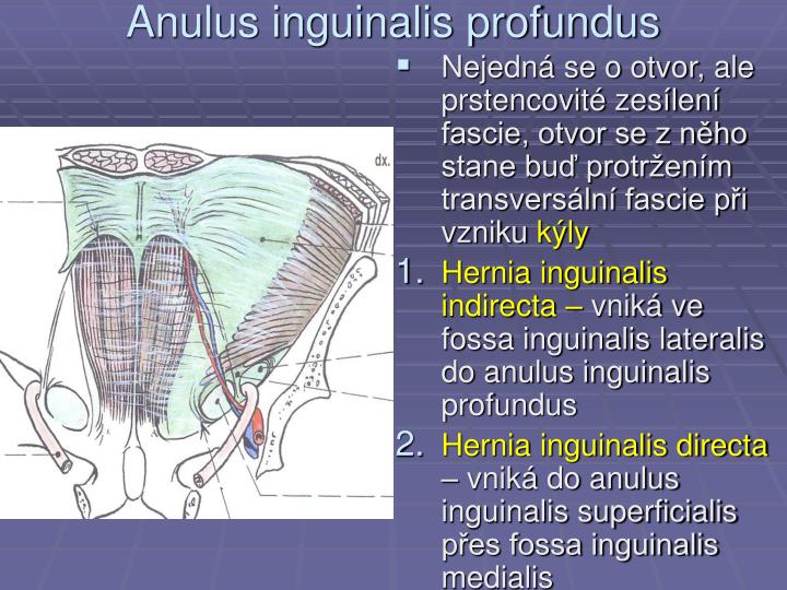 PPT - Přednáška z anatomie dne 9.3.2005 PowerPoint Presentation - ID ...