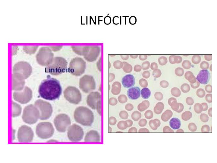 PPT - SISTEMA IMUNITÁRIO E ÓRGÃOS LINFÁTICOS PowerPoint Presentation ...