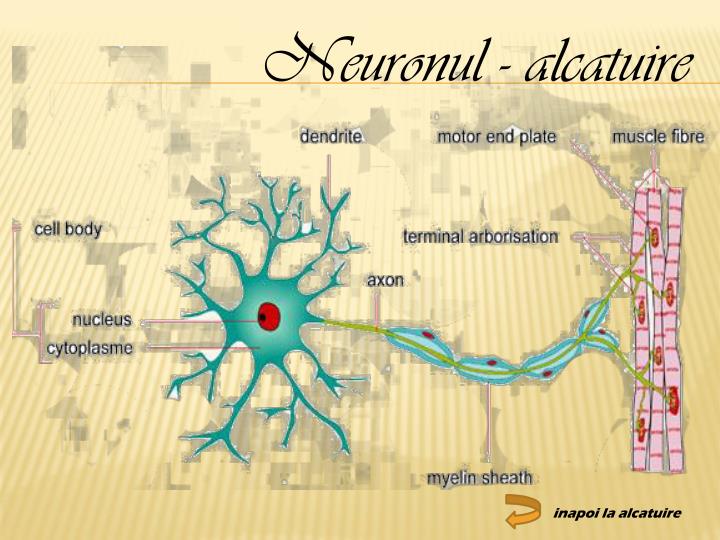 PPT - TE SUTURILE ANIMALE PowerPoint Presentation - ID:7021075