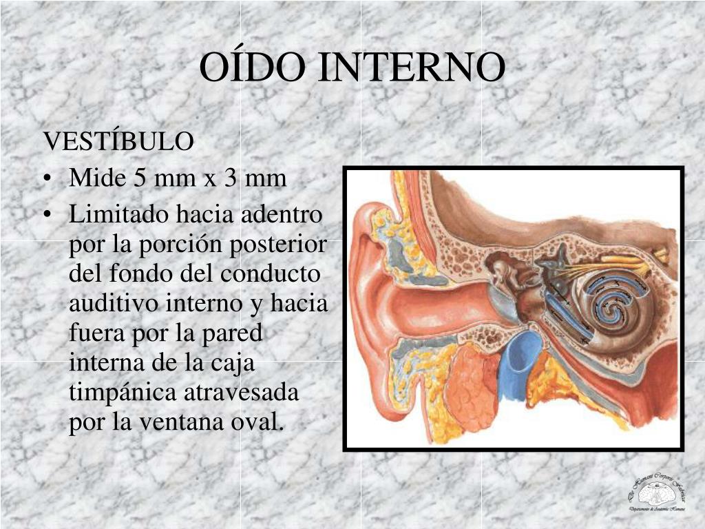 PPT - SENTIDOS ESPECIALES EQUILIBRIO Y AUDICIÓN PowerPoint Presentation ...
