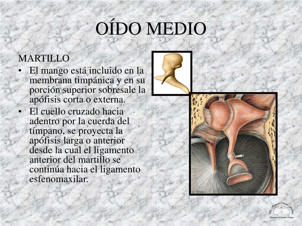 PPT - SENTIDOS ESPECIALES EQUILIBRIO Y AUDICIÓN PowerPoint Presentation ...