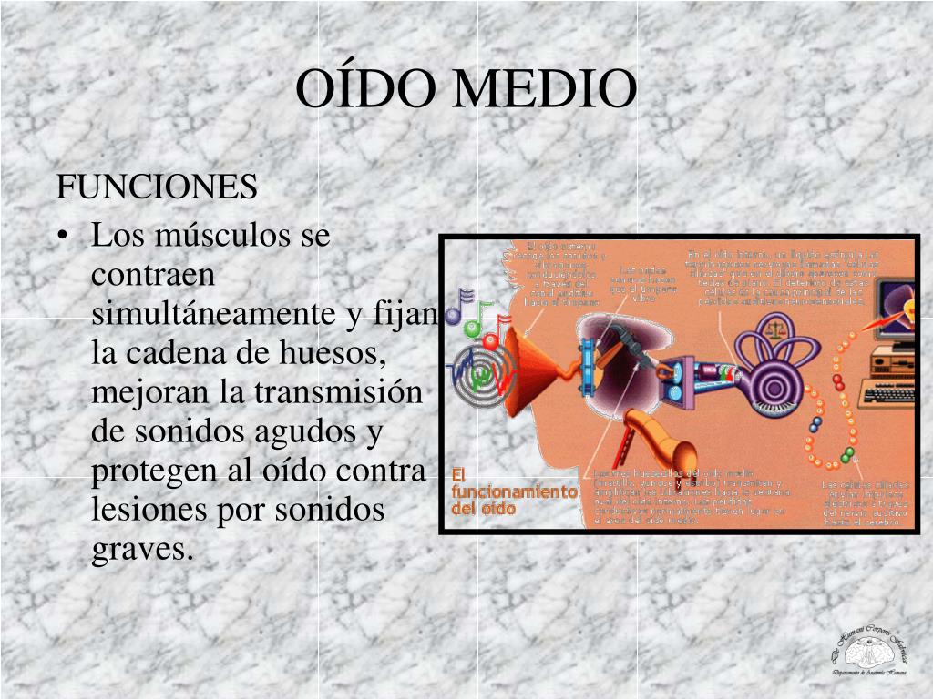 PPT - SENTIDOS ESPECIALES EQUILIBRIO Y AUDICIÓN PowerPoint Presentation ...