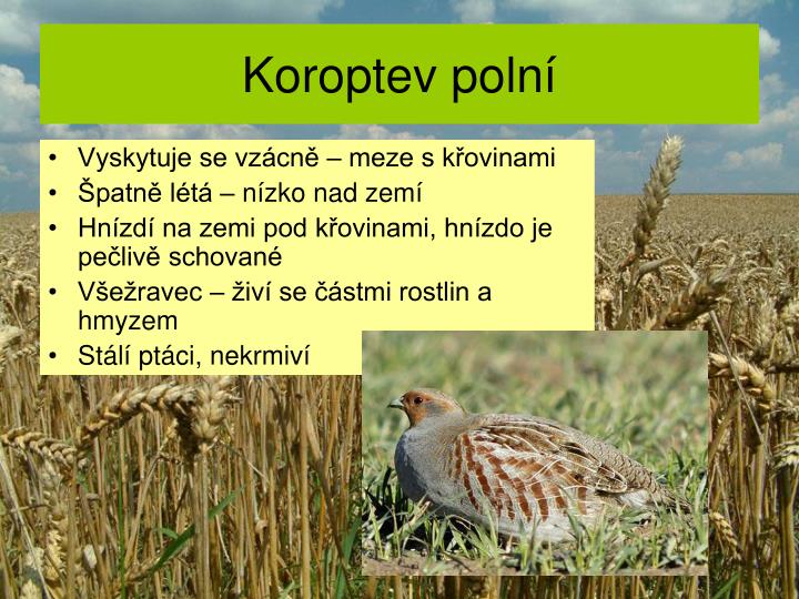 PPT - Živočichové našich polí PTÁCI 4. ročník PowerPoint Presentation ...