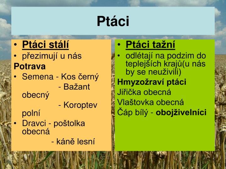 PPT - Živočichové našich polí PTÁCI 4. ročník PowerPoint Presentation ...