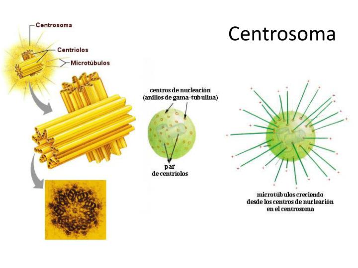 PPT - Álbum de Biología PowerPoint Presentation - ID:7022586