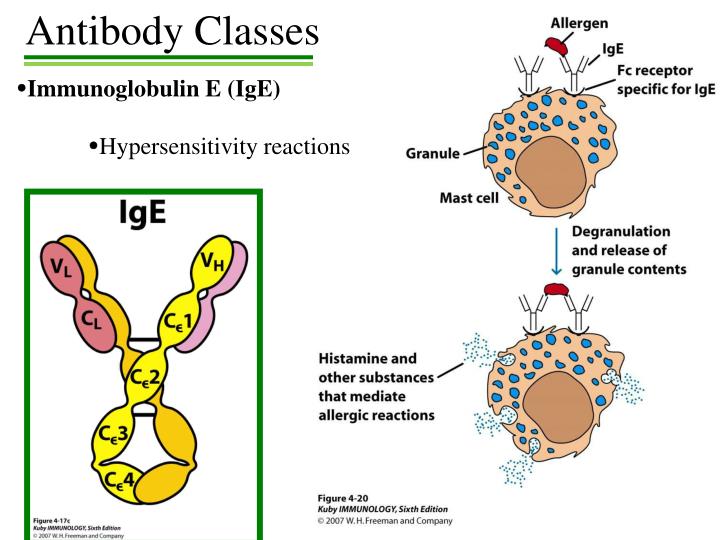 PPT - Antibody Structure PowerPoint Presentation - ID:7022709