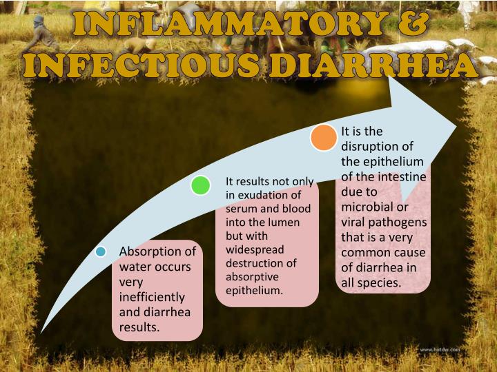 PPT - DIARRHEA PowerPoint Presentation - ID:7023033