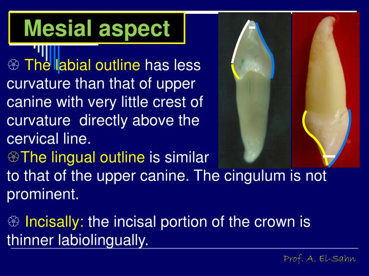 PPT - MANDIBULAR CANINE PowerPoint Presentation - ID:7024933