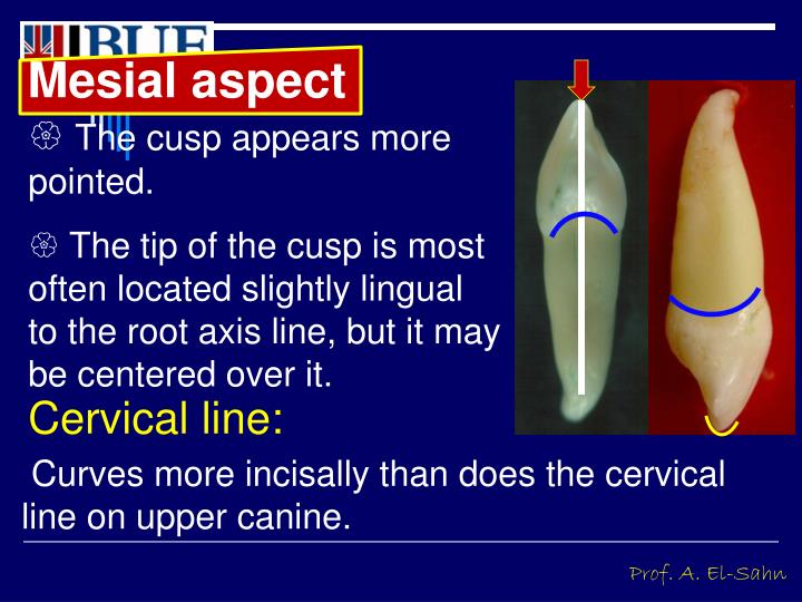 PPT - MANDIBULAR CANINE PowerPoint Presentation - ID:7024933