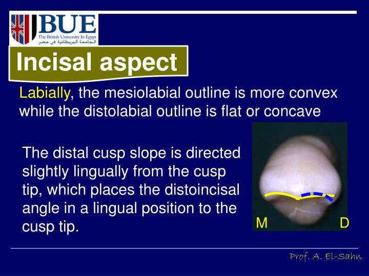PPT - MANDIBULAR CANINE PowerPoint Presentation - ID:7024933