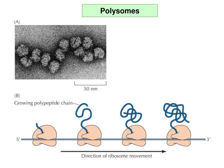PPT - Prokaryotic and Eukaryotic mRNAs PowerPoint Presentation - ID:7025245