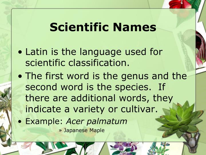 PPT - Scientific Classification of Plants PowerPoint Presentation - ID ...
