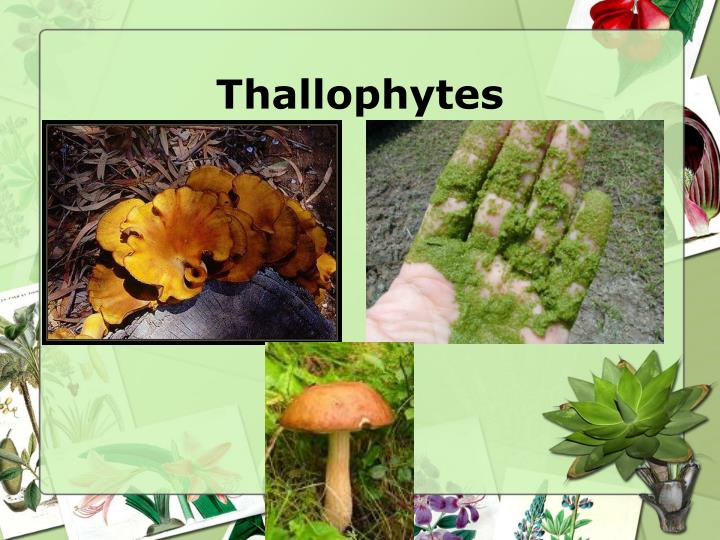 PPT - Scientific Classification of Plants PowerPoint Presentation - ID ...