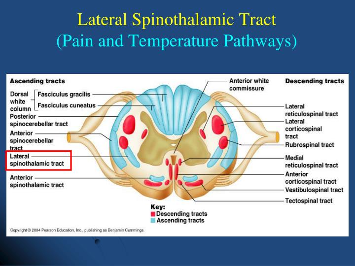 PPT - Spinal Cord Ascending Tracts PowerPoint Presentation - ID:7026407